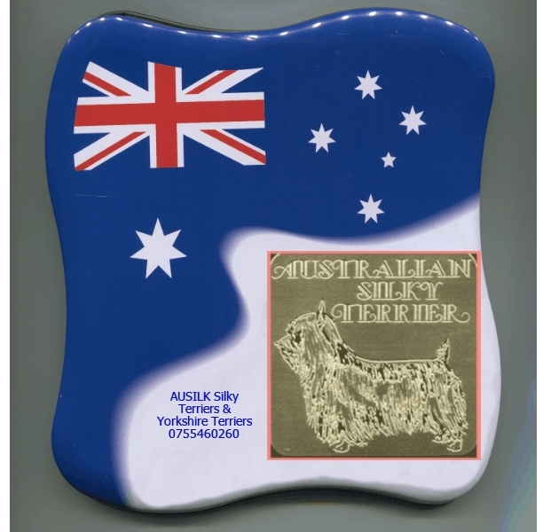 Yorkshire Terriers - Silky Terriers - Ausilk - Yorkshire Terriers ...